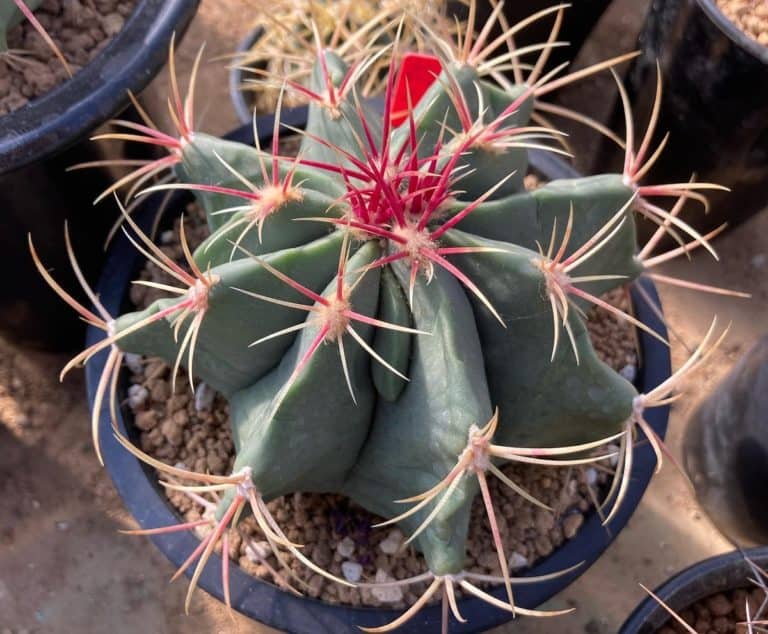 Ferocactus haematacanthus: The Firecracker of the Cactus World ...