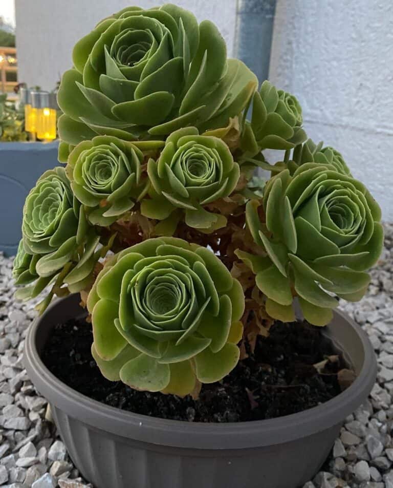 Greenovia aurea: The Trendy Succulent Rose You Need | Succulent Alley