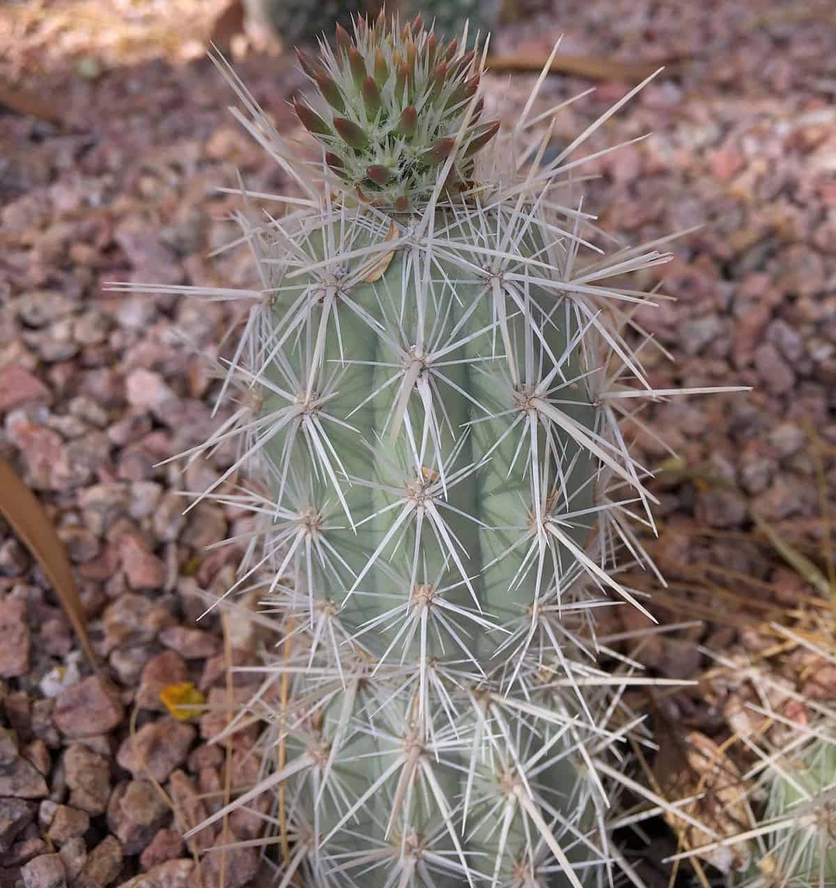 The Rare Grusonia bradtiana: A Spiny Conversation Starter | Succulent Alley