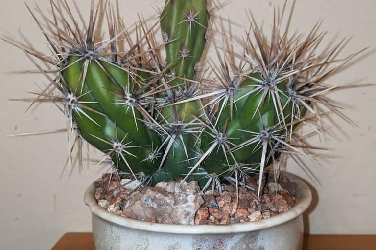 Grusonia invicta: A Living Carpet of Daggers You Can't Ignore ...
