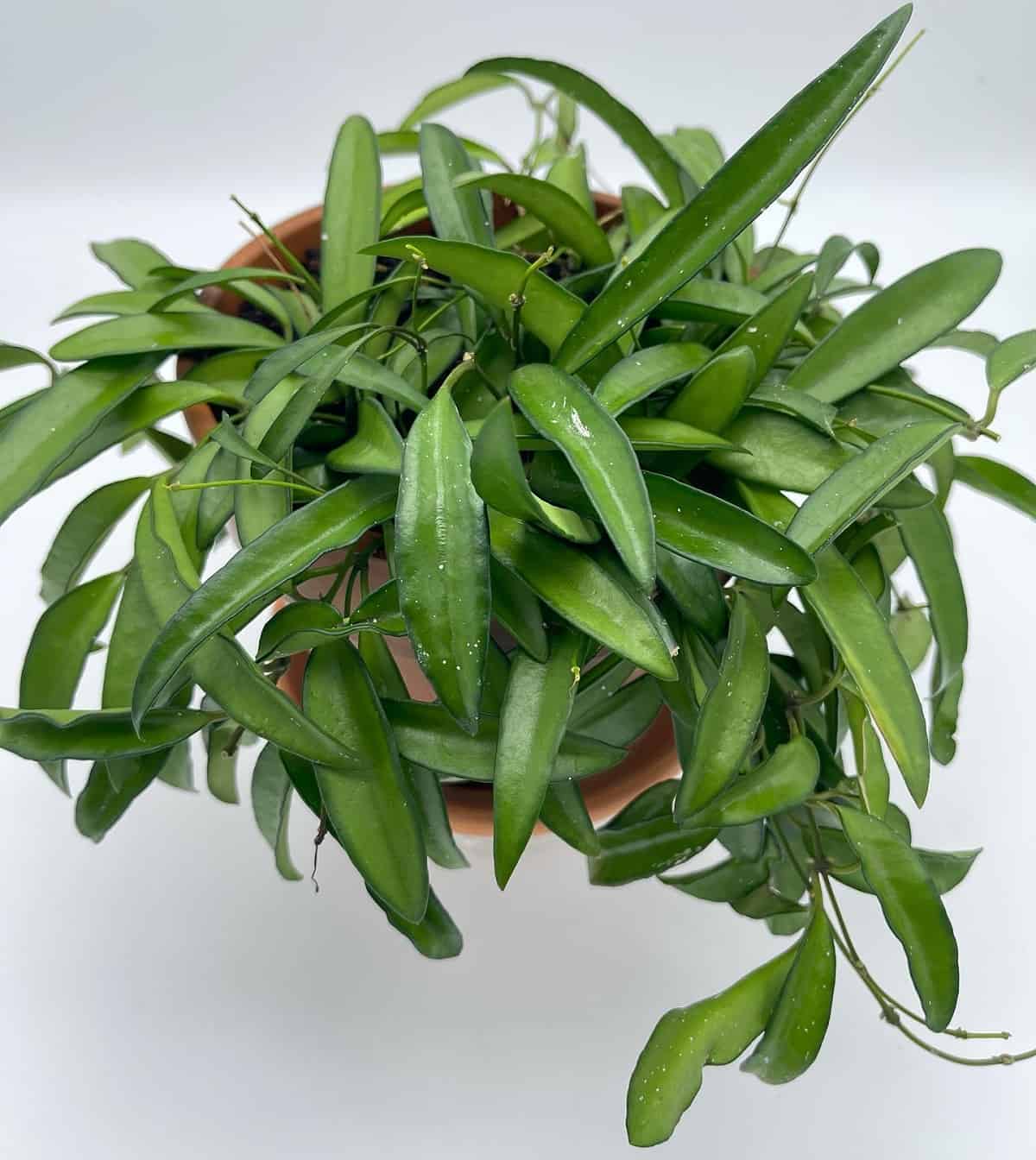 Hoya longifolia: The Narrow-Leaved Stunner You Can't Miss | Succulent Alley