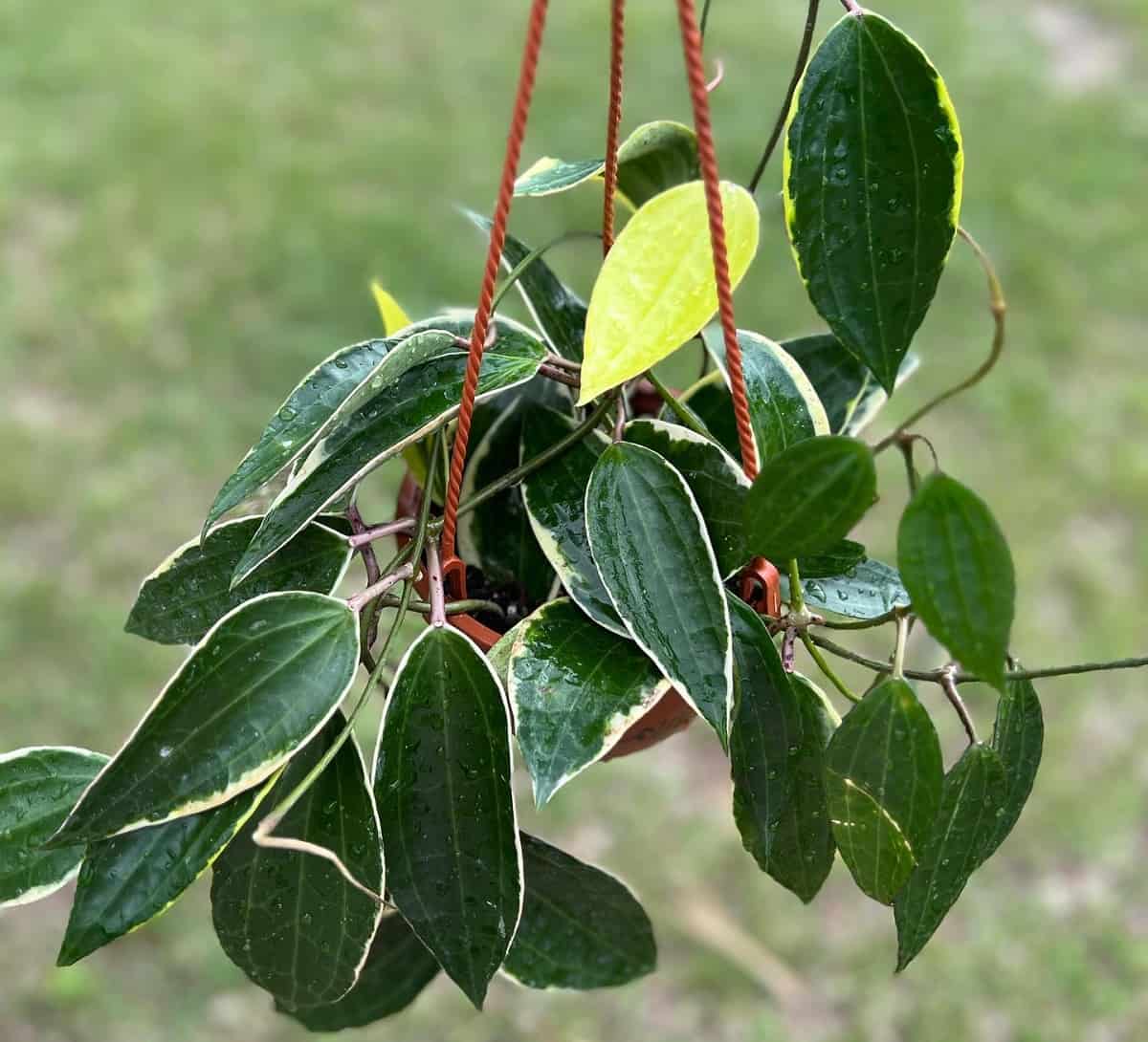 Hoya macrophylla: A Striped Stunner for Plant Collectors | Succulent Alley