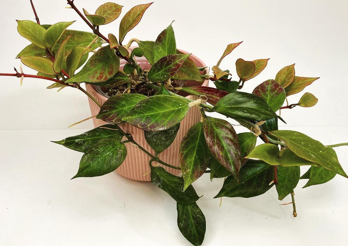 Hoya obscura: The Trendy Vining Plant You Can't Get Enough Of ...