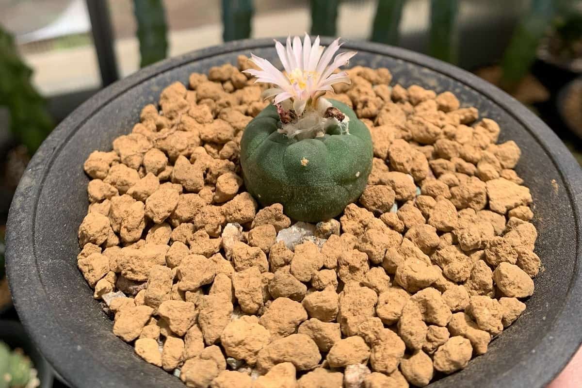 16 Lophophora Cactus Varieties You've Never Seen Before | Succulent Alley
