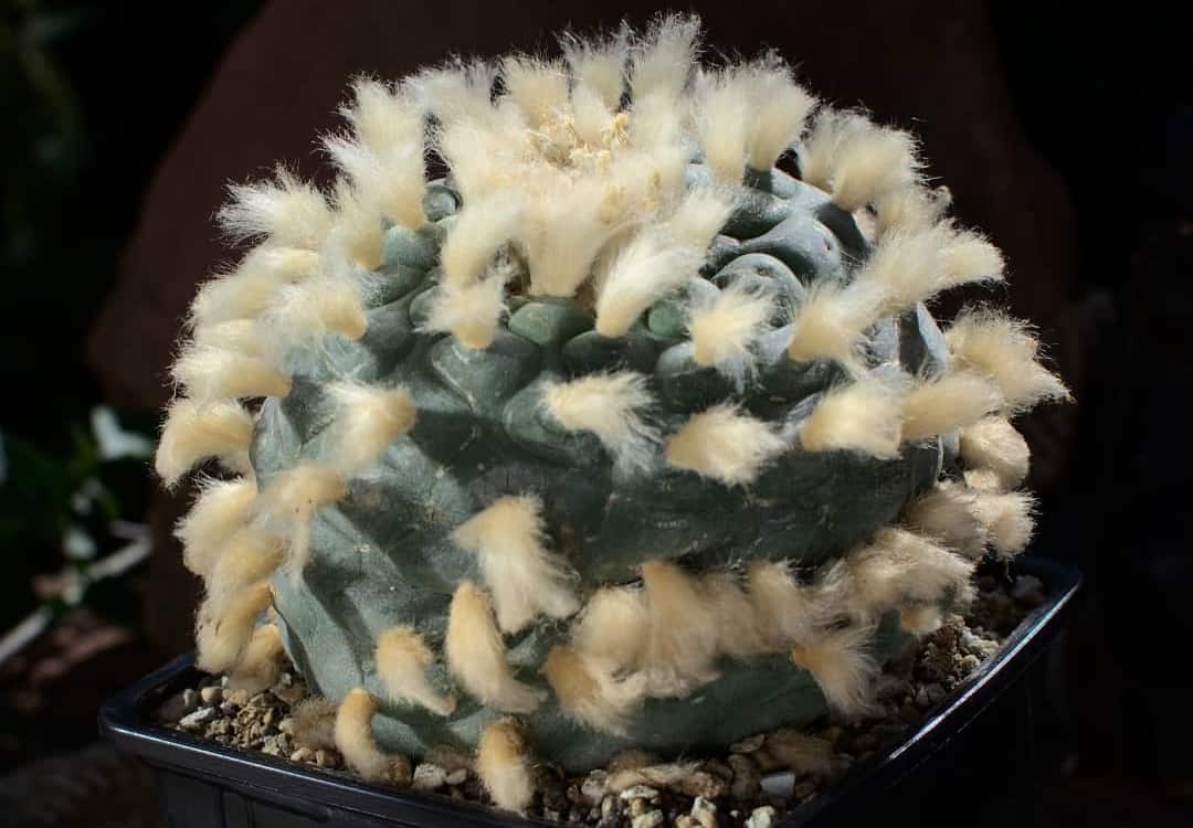 16 Lophophora Cactus Varieties You've Never Seen Before | Succulent Alley