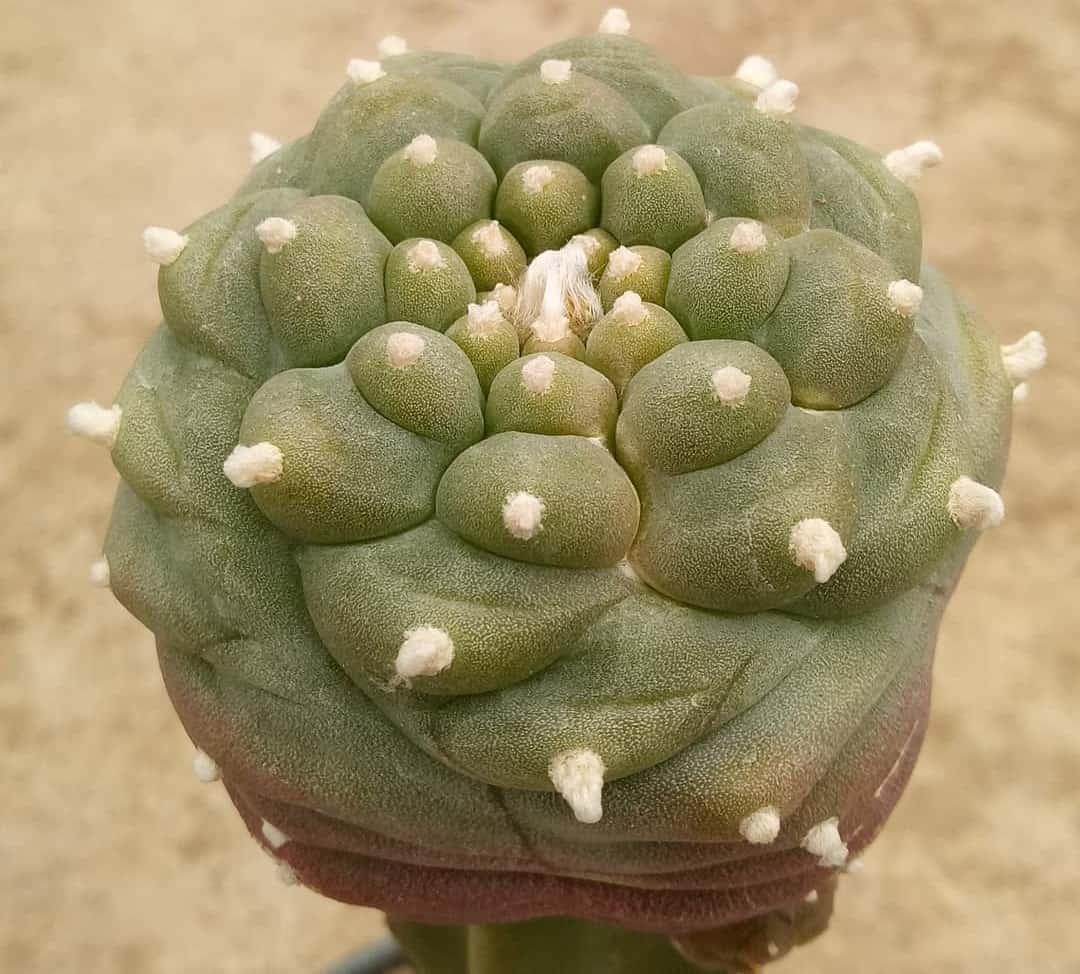 16 Lophophora Cactus Varieties You've Never Seen Before | Succulent Alley