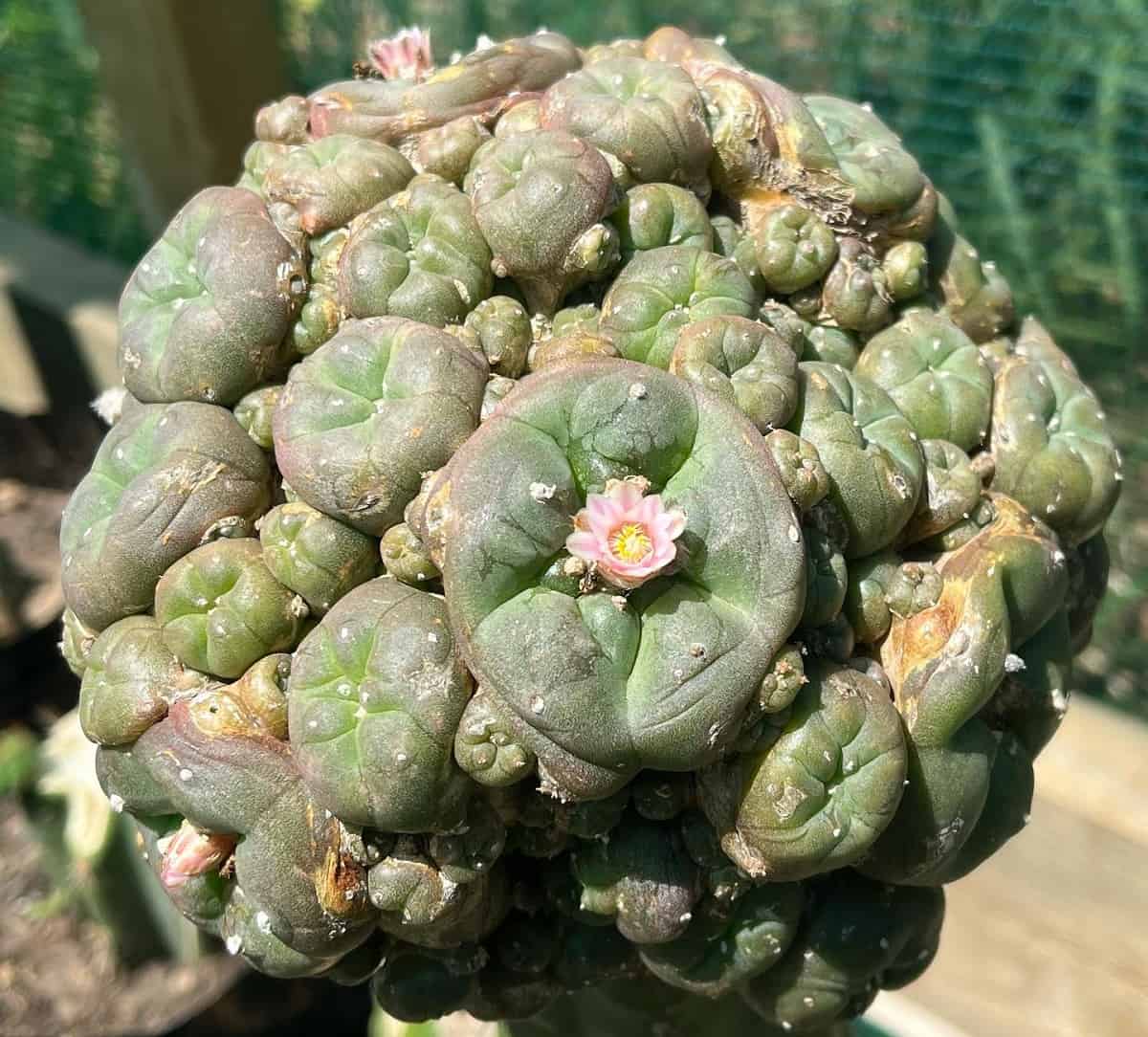 16 Lophophora Cactus Varieties You've Never Seen Before | Succulent Alley