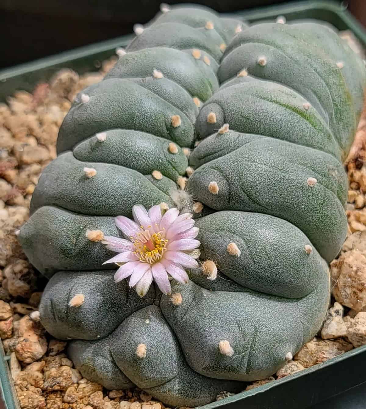 16 Lophophora Cactus Varieties You've Never Seen Before | Succulent Alley
