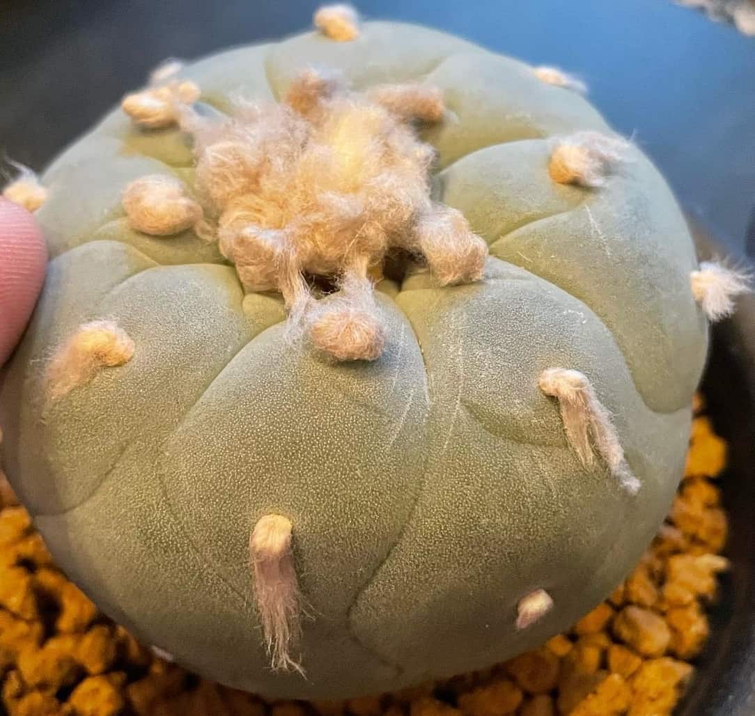 16 Lophophora Cactus Varieties You've Never Seen Before | Succulent Alley
