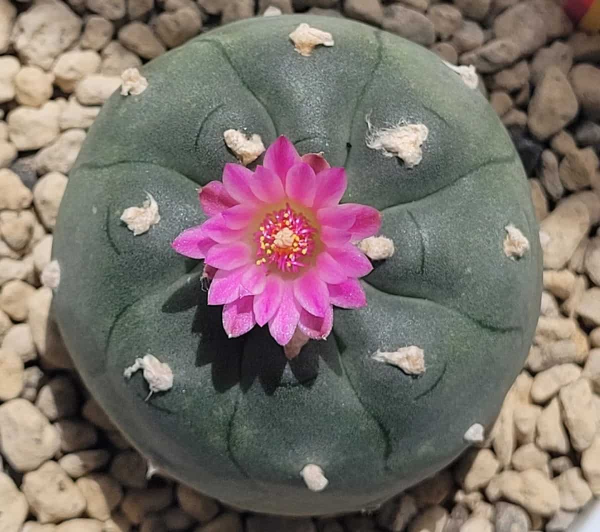 16 Lophophora Cactus Varieties You've Never Seen Before | Succulent Alley