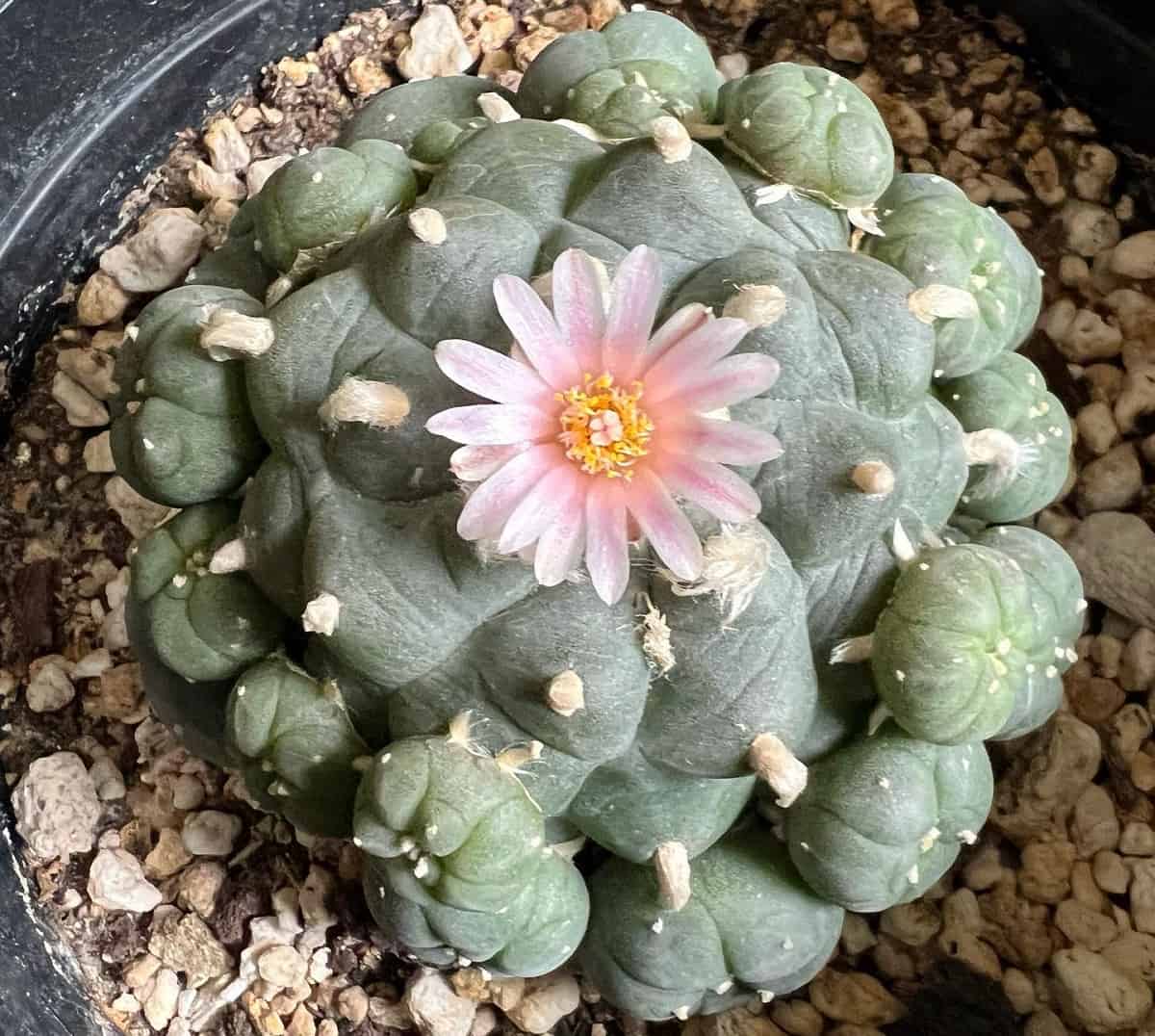 16 Lophophora Cactus Varieties You've Never Seen Before | Succulent Alley