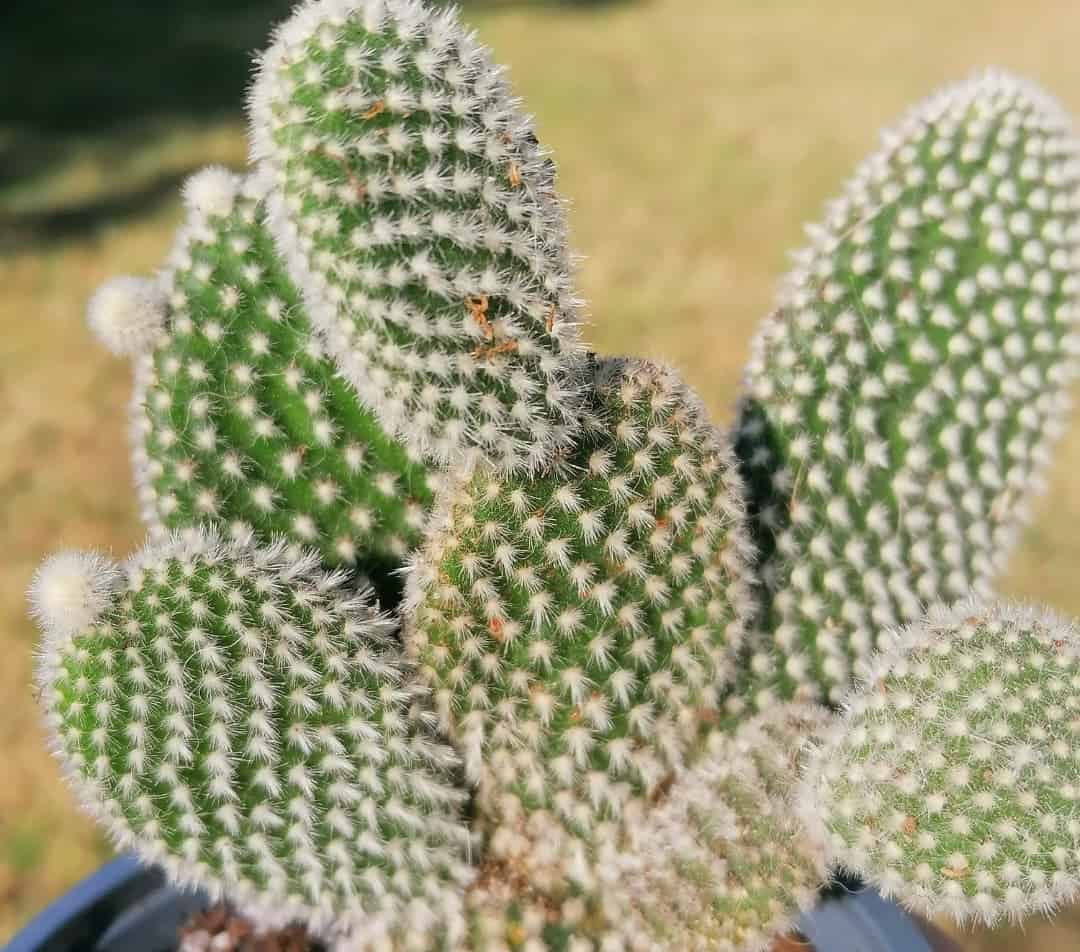 Opuntia microdasys Albata: The Furry Cactus That Will Make You Think ...
