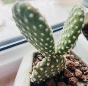 Opuntia microdasys Albata: The Furry Cactus That Will Make You Think ...