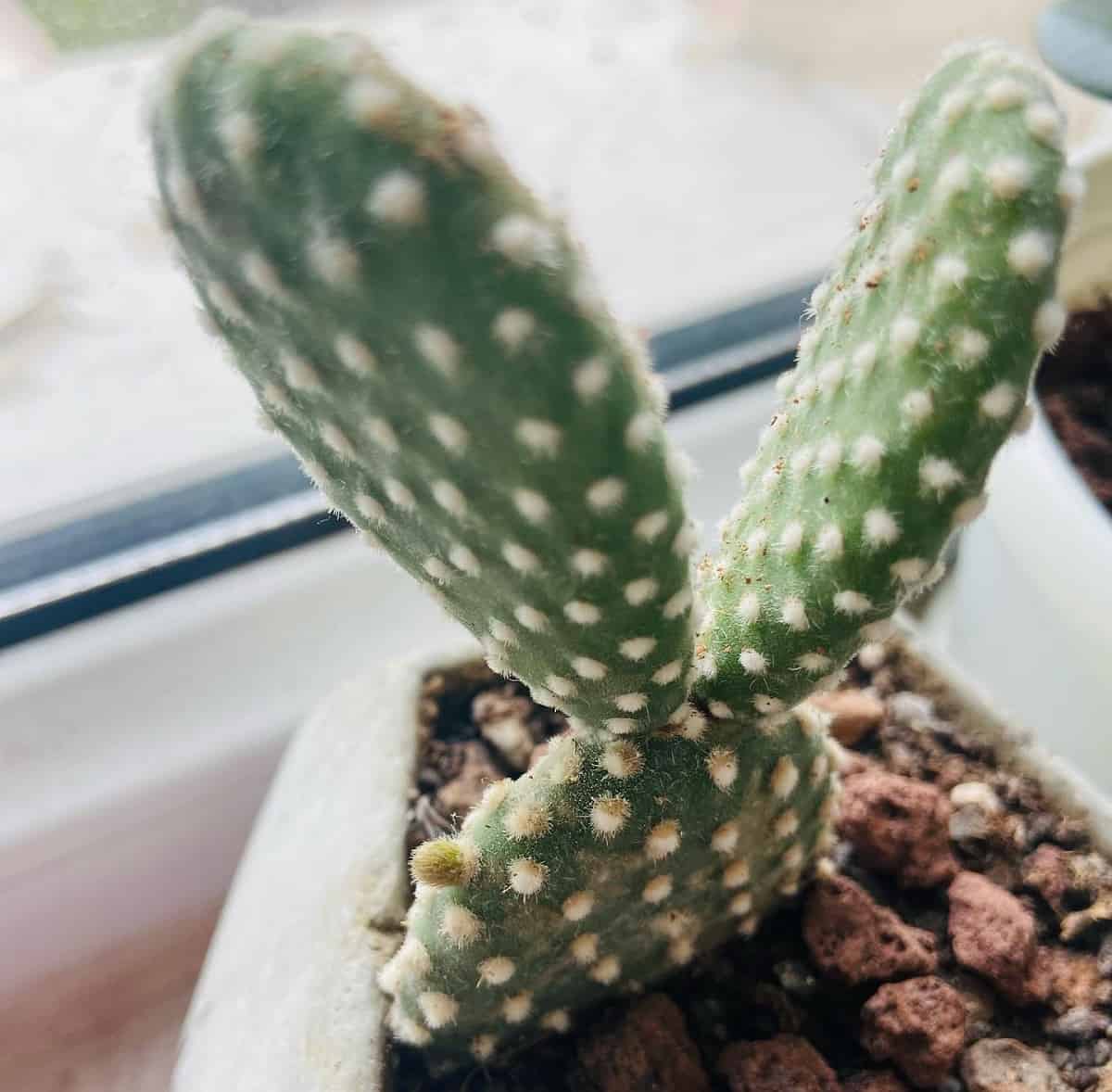 Opuntia microdasys Albata: The Furry Cactus That Will Make You Think ...