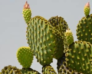 Opuntia microdasys: The Golden-Haired Beauty of the Cactus World ...
