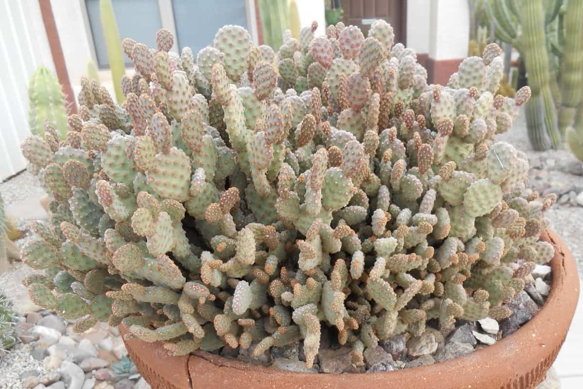 Opuntia rufida Minima: The Miniature Cactus That's Taking Over Gardens ...