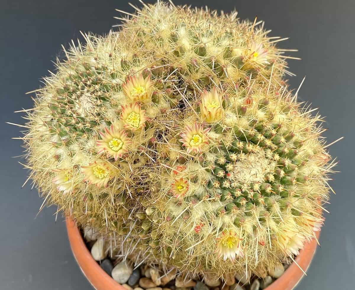 Mammillaria nejapensis: The Striking Silver Arrow of the Desert ...