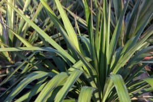 Yucca pendula: Characteristics and Care | Succulent Alley