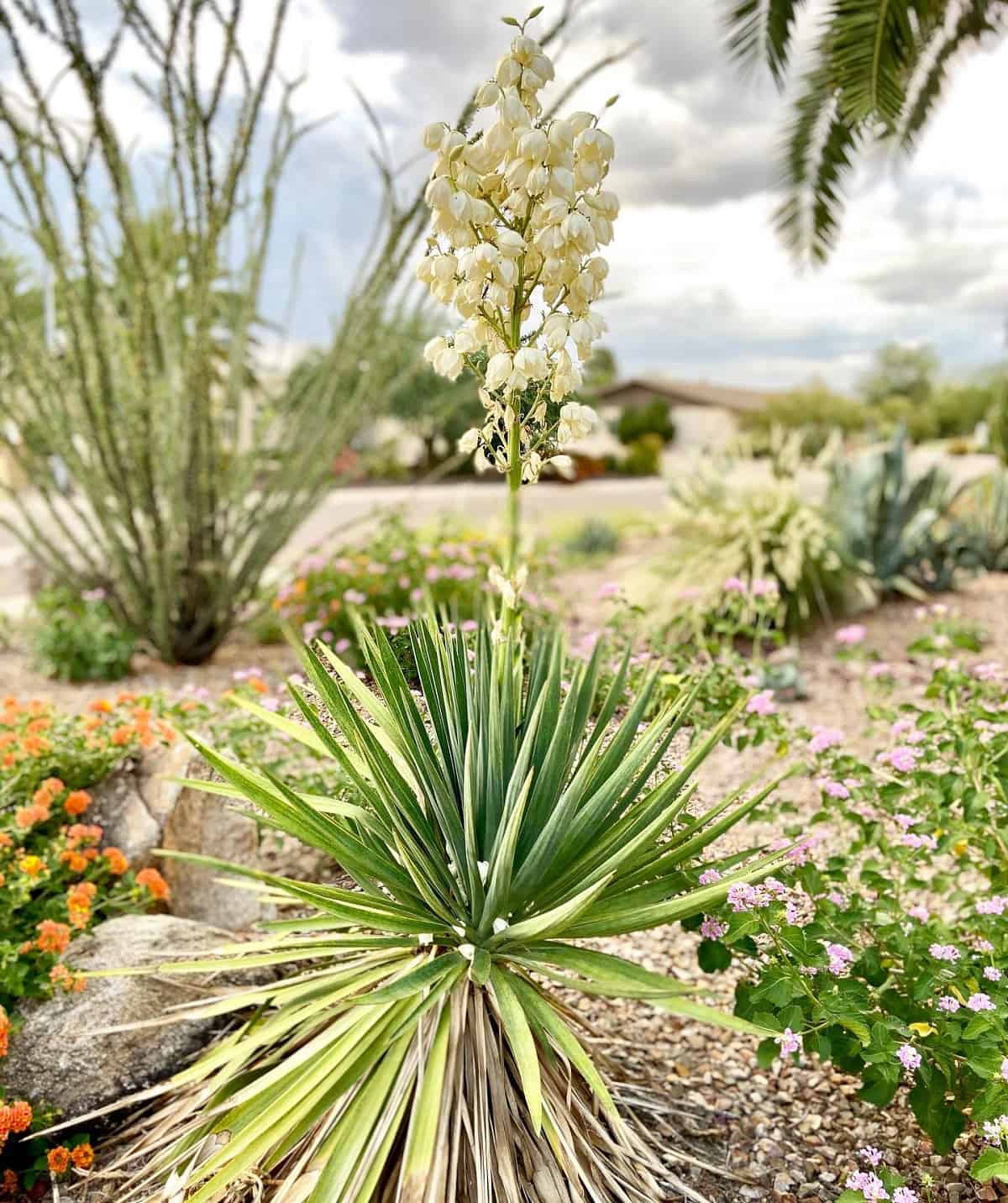Yucca pendula: Characteristics and Care | Succulent Alley