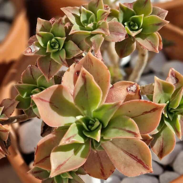 28 Eye-Popping Orange Succulents That Will Brighten Your World ...