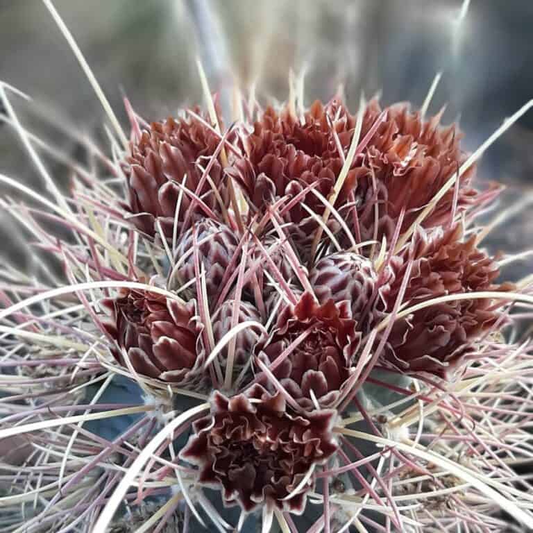 8 Eye-Catching Purple Cactus Plants (With Pictures) | Succulent Alley