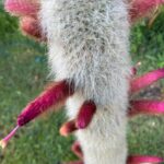 Torch Cactus Care 101: A Step-by-Step Guide | Succulent Alley