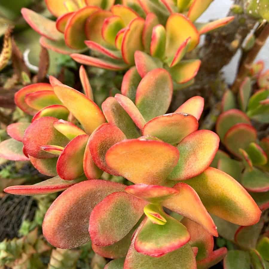 28 Eye-Popping Orange Succulents That Will Brighten Your World ...