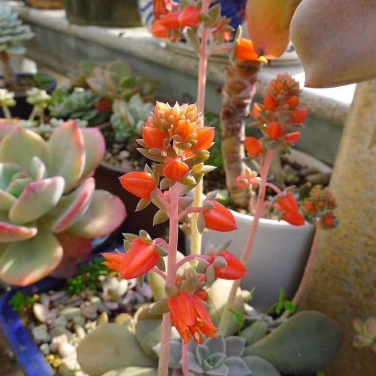 51 Stunning Succulents With Orange Flowers (With Pictures) | Succulent Alley