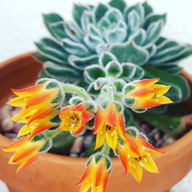 51 Stunning Succulents With Orange Flowers (With Pictures) | Succulent Alley