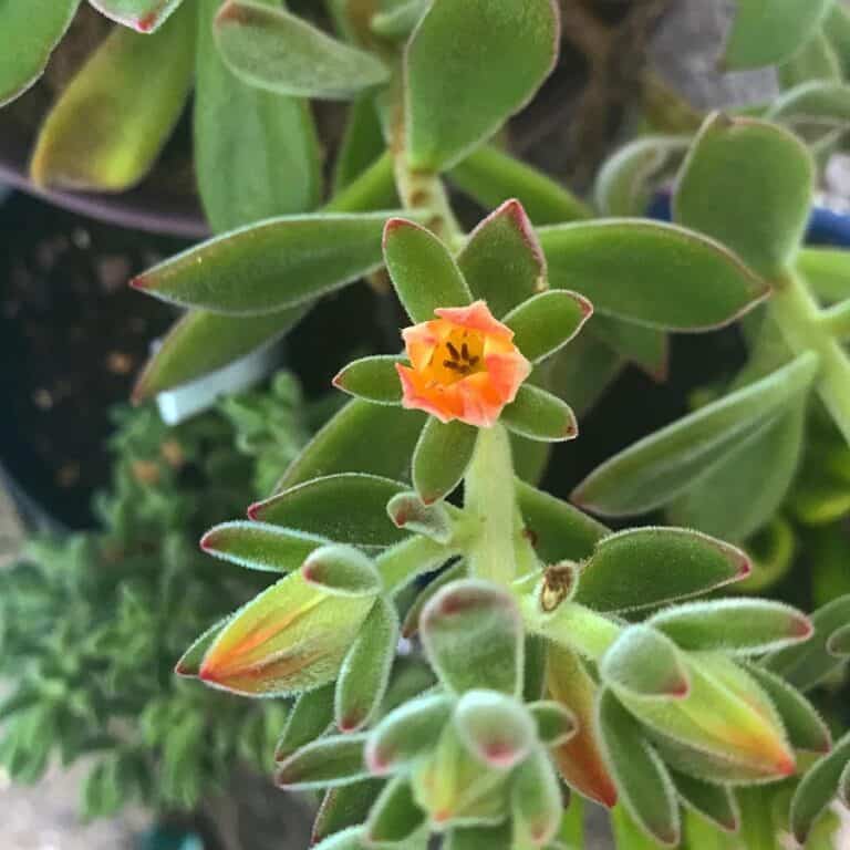 51 Stunning Succulents With Orange Flowers (With Pictures) | Succulent ...