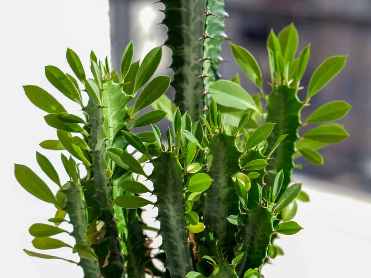 Cactus Craze: 20 Must-Have Varieties for Your Home | Succulent Alley