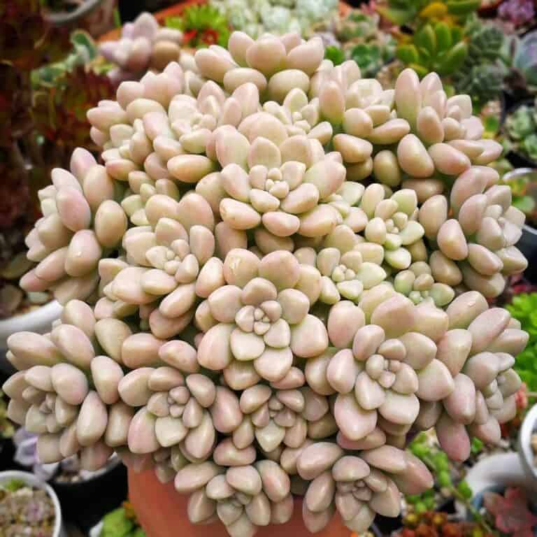 28 Eye-Popping Orange Succulents That Will Brighten Your World ...