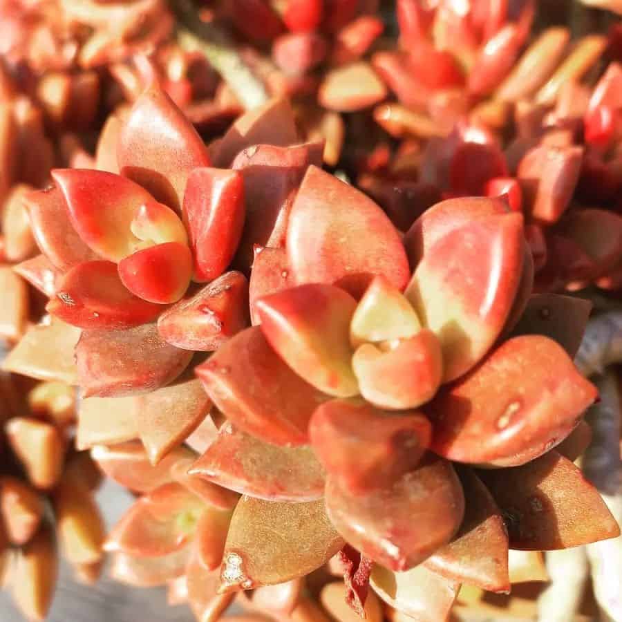 28 Eye-Popping Orange Succulents That Will Brighten Your World ...