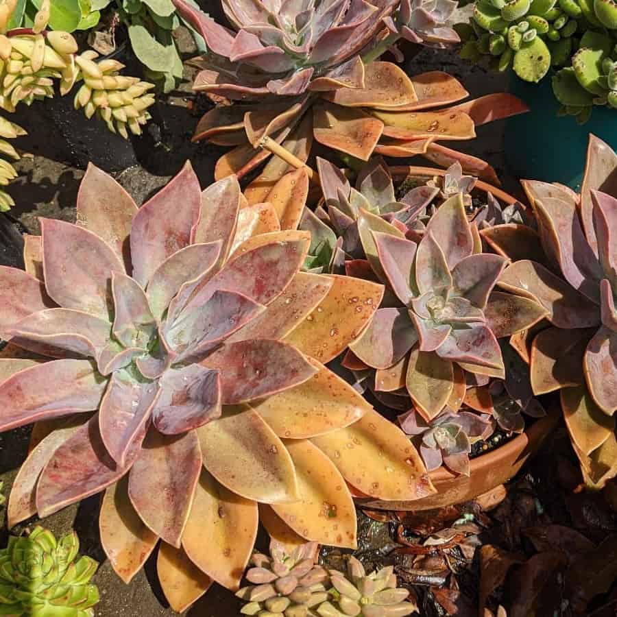 28 Eye-Popping Orange Succulents That Will Brighten Your World ...