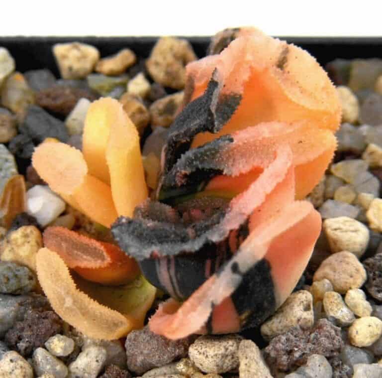 28 Eye-Popping Orange Succulents That Will Brighten Your World ...