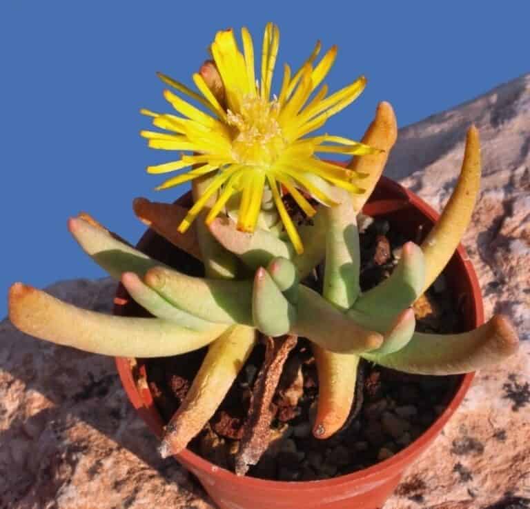 51 Stunning Succulents With Orange Flowers (With Pictures) | Succulent ...