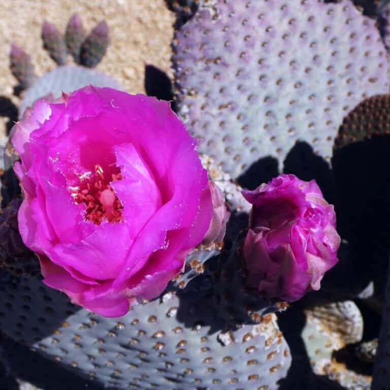 8 Eye-Catching Purple Cactus Plants (With Pictures) | Succulent Alley