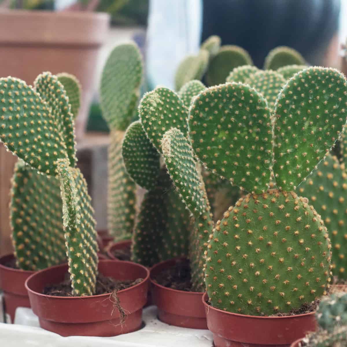 Cactus Craze: 20 Must-Have Varieties for Your Home | Succulent Alley