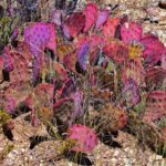8 Eye-Catching Purple Cactus Plants (With Pictures) | Succulent Alley
