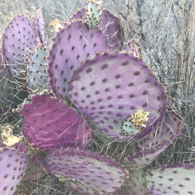 8 Eye-Catching Purple Cactus Plants (With Pictures) | Succulent Alley