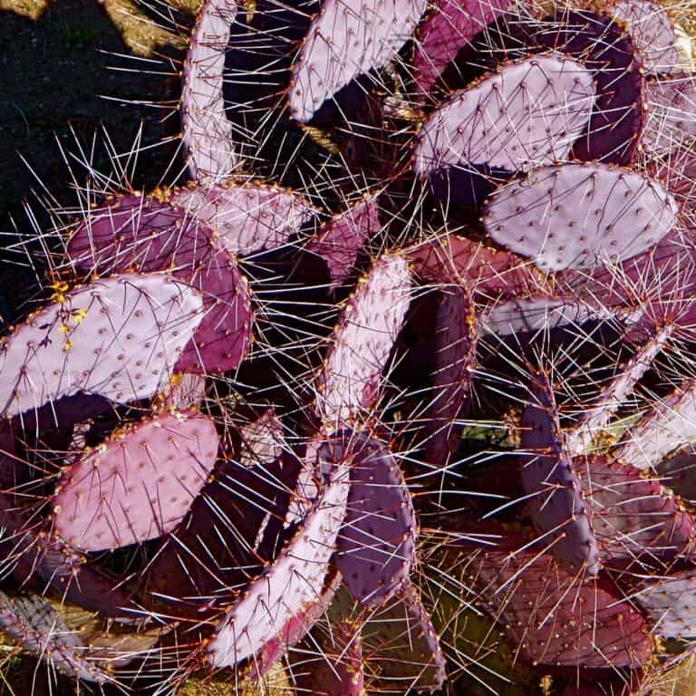 8 Eye-Catching Purple Cactus Plants (With Pictures) | Succulent Alley