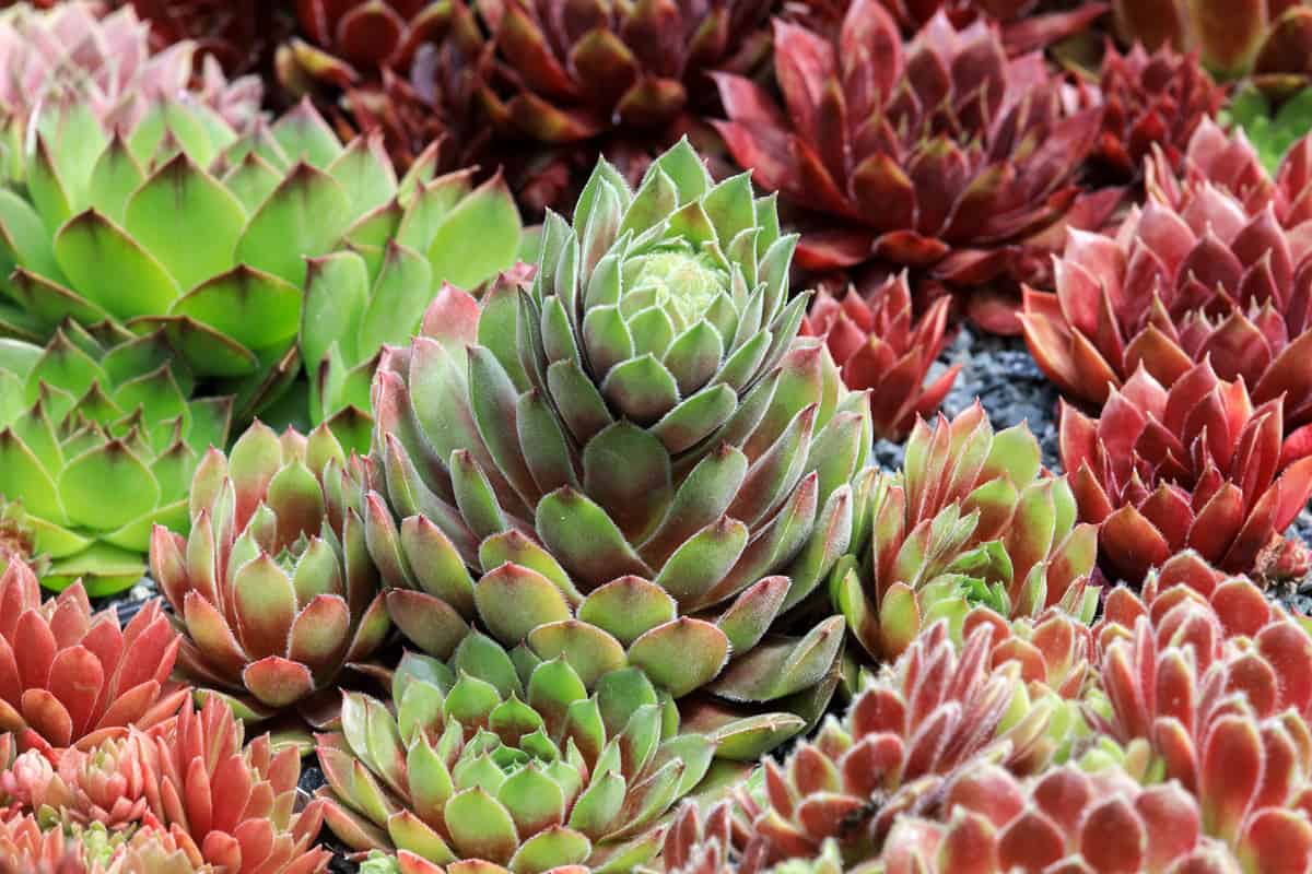 15 Best Succulents for Full Hot Sun (With Pictures) | Succulent Alley