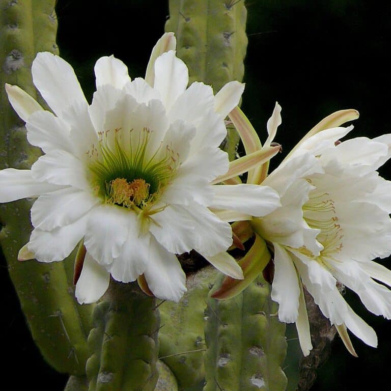 Torch Cactus Care 101: A Step-by-Step Guide | Succulent Alley