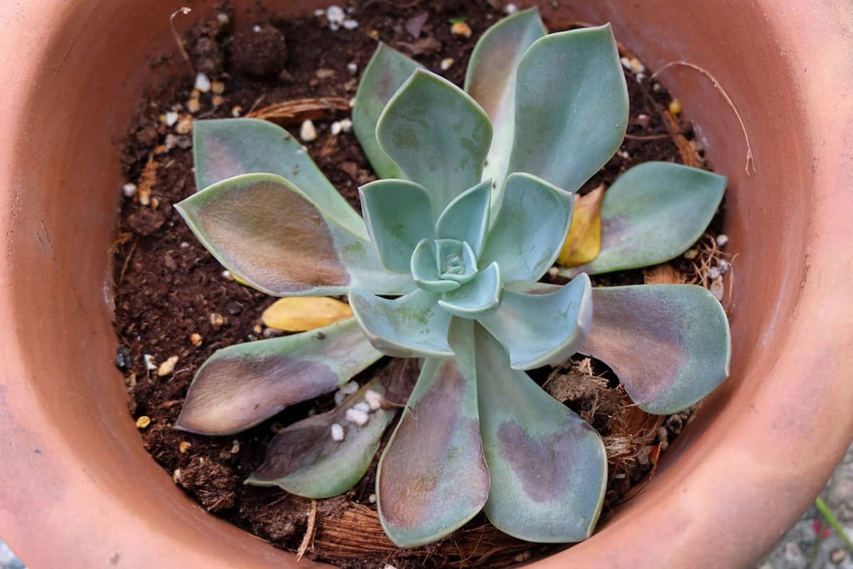 15 Best Succulents for Full Hot Sun (With Pictures) | Succulent Alley