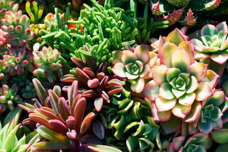 15 Best Succulents for Full Hot Sun (With Pictures) | Succulent Alley