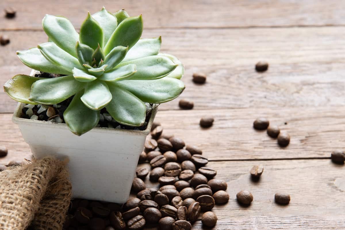The Surprising Truth About Feeding Coffee to Your Succulents ...