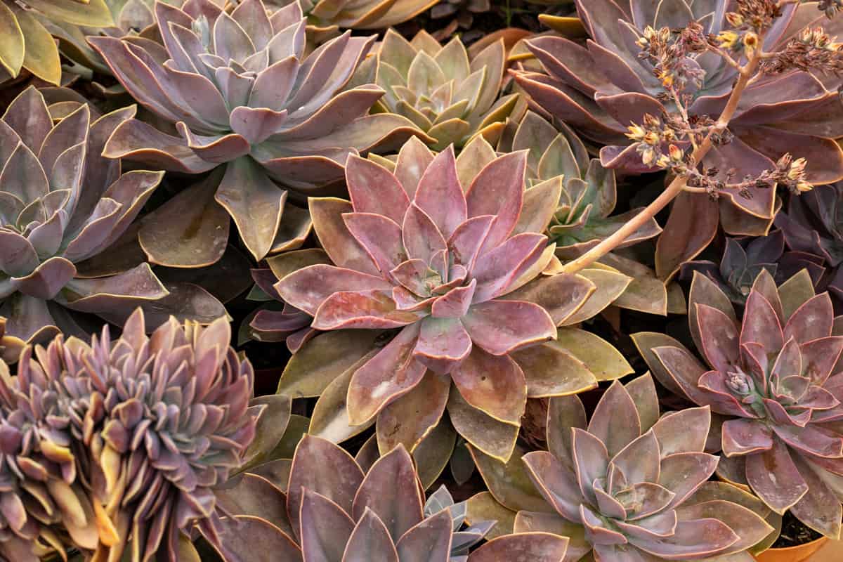 15 Best Succulents for Full Hot Sun (With Pictures) | Succulent Alley
