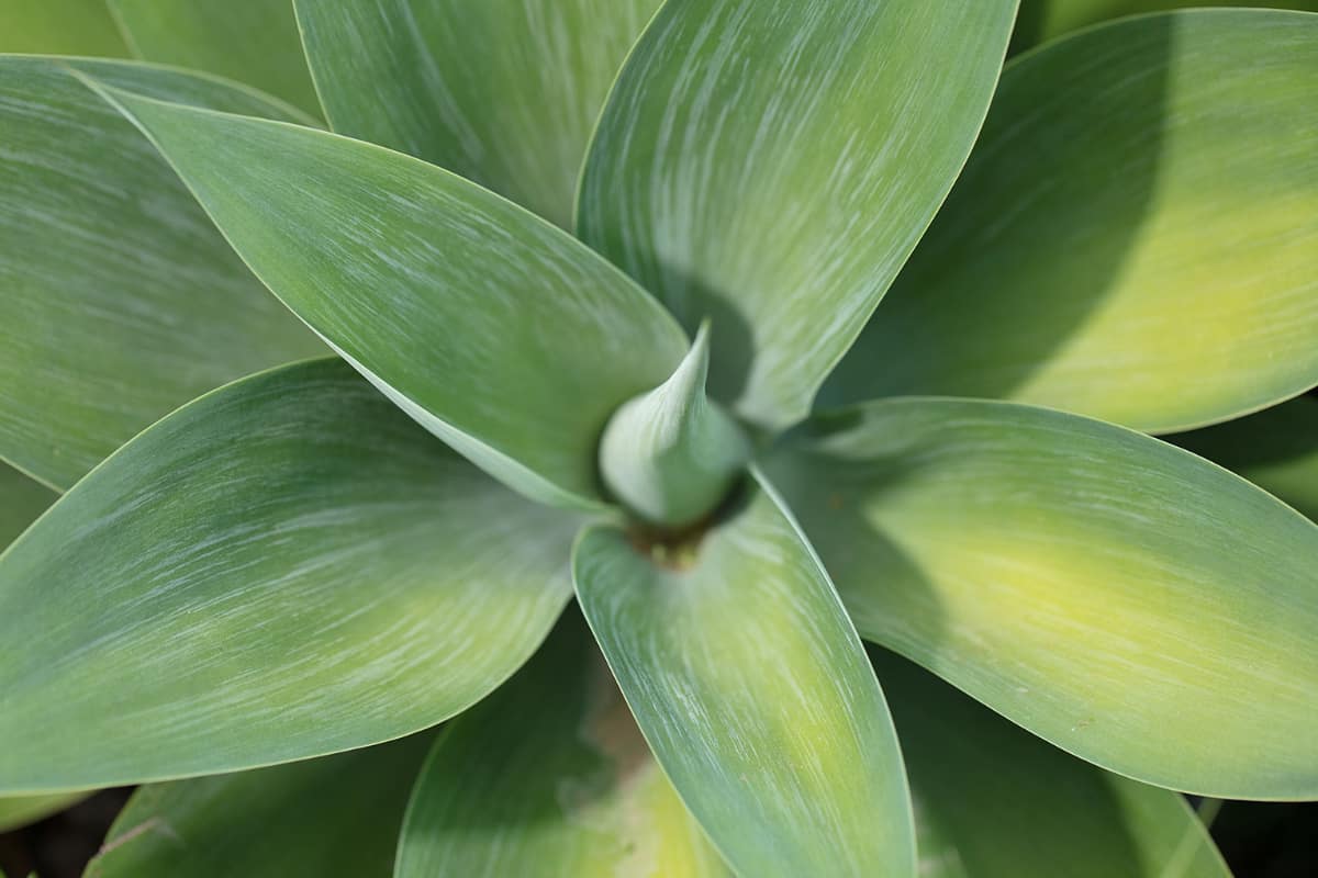 Say Goodbye to Yellow Agave Leaves: 7 Proven Solutions | Succulent Alley