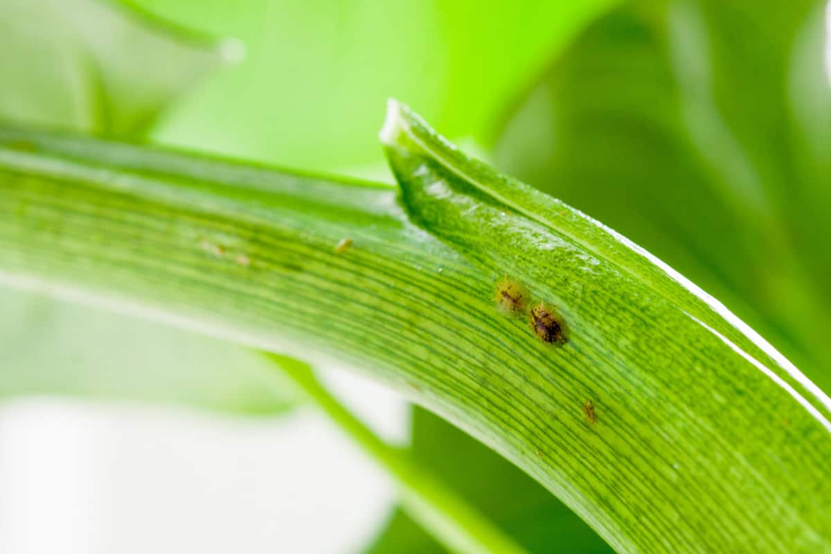 6 Common Jade Plant Bugs: Identification and Eradication Tips ...