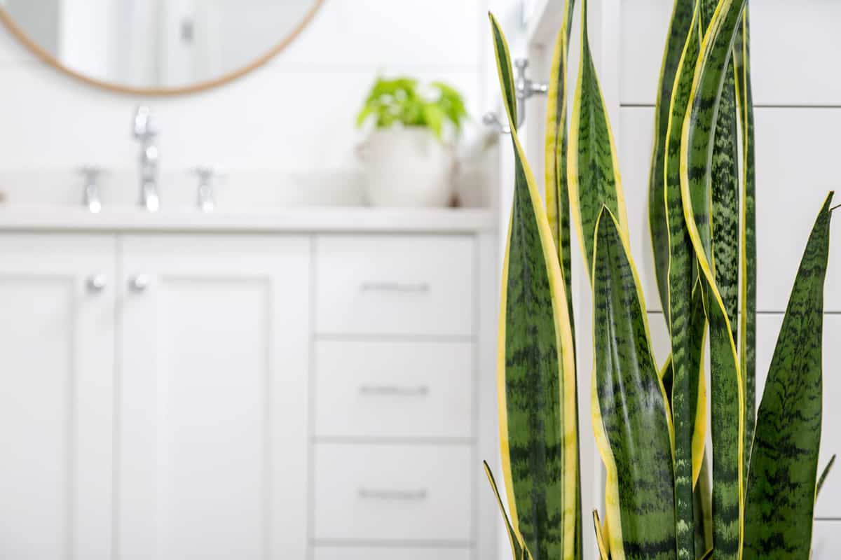 Growing Succulents In Bathroom – What You Need To Know | Succulent Alley